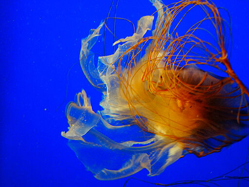 Gary Indiana | Whitney Museum of American Art