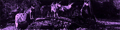 Alan Michelson: Wolf Nation October 25, 2019–January 12, 2020 | Whitney ...