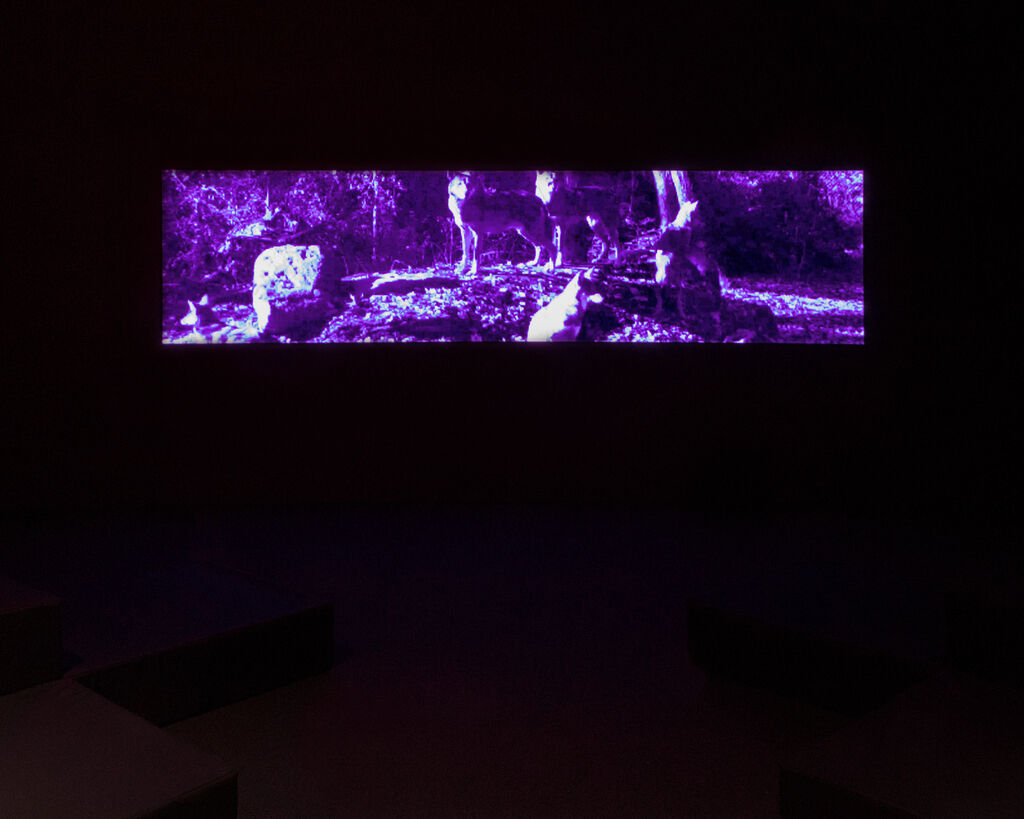 Alan Michelson: Wolf Nation | Whitney Museum of American Art
