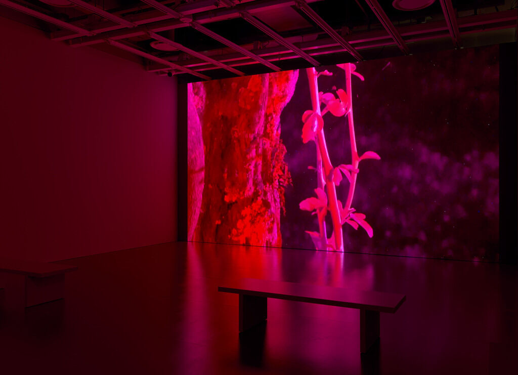 Madeline Hollander: Flatwing | Whitney Museum of American Art