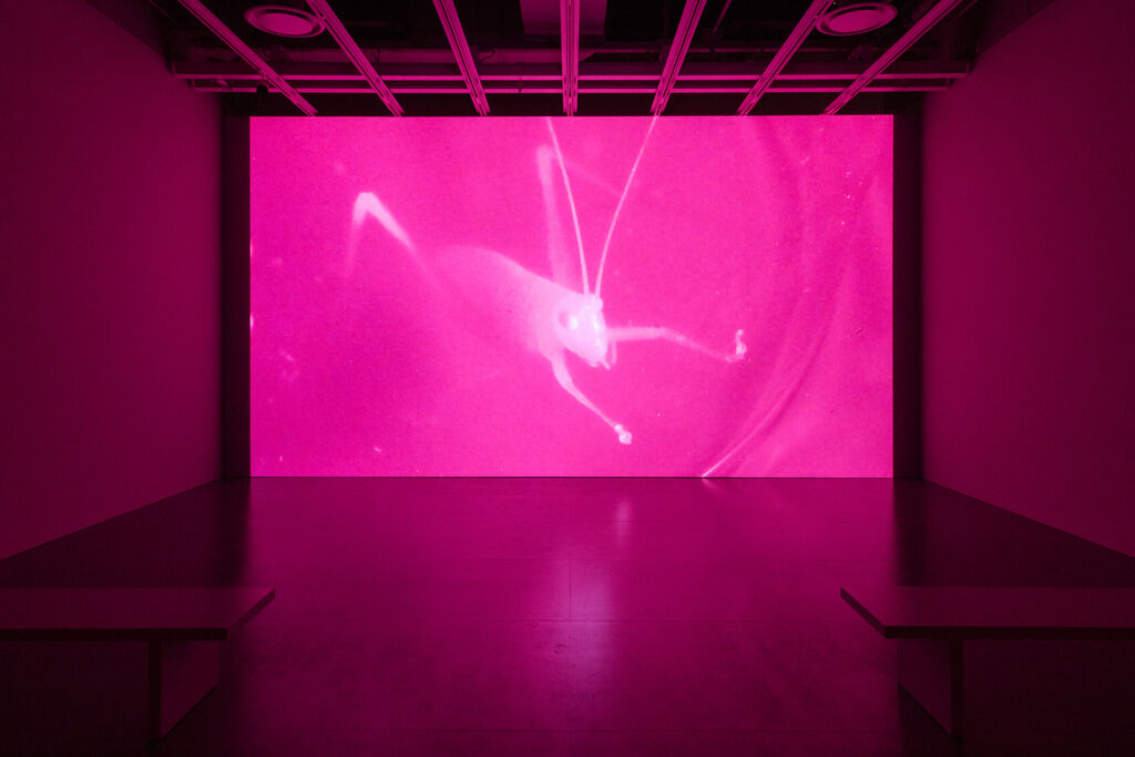 Madeline Hollander: Flatwing | Whitney Museum of American Art