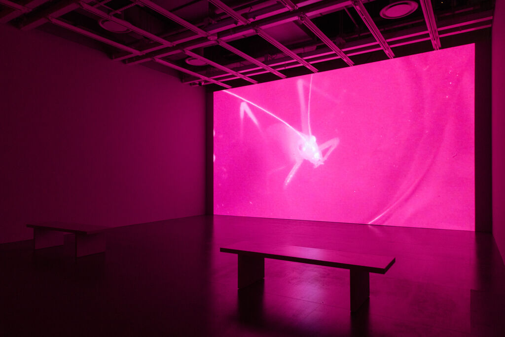 Madeline Hollander: Flatwing | Whitney Museum of American Art